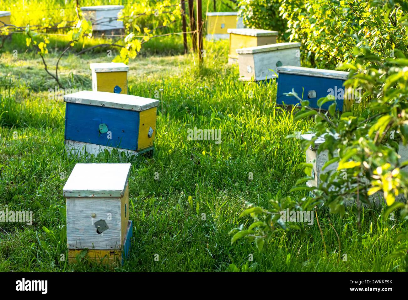 Beehives in the garden. Amidst the blossoms and foliage of summer ...