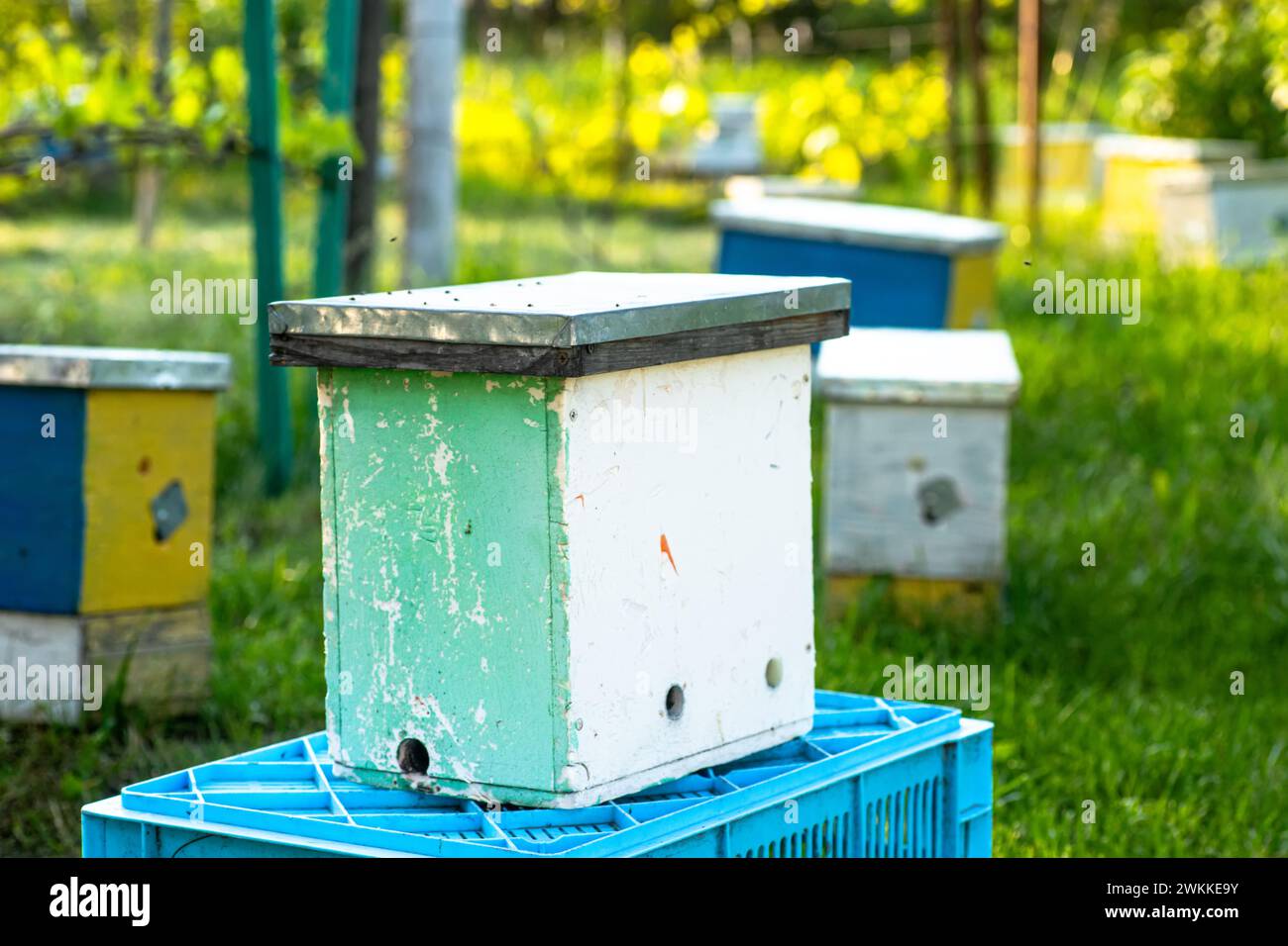 Artificial insemination of queen bee hi-res stock photography and ...