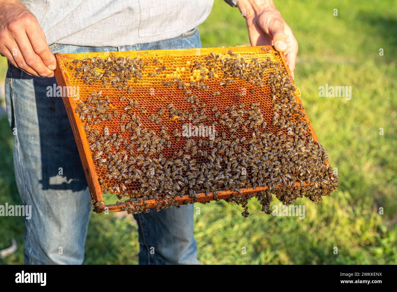 Hands of a 40-year-old beekeeper in a protective suit holding a frame ...