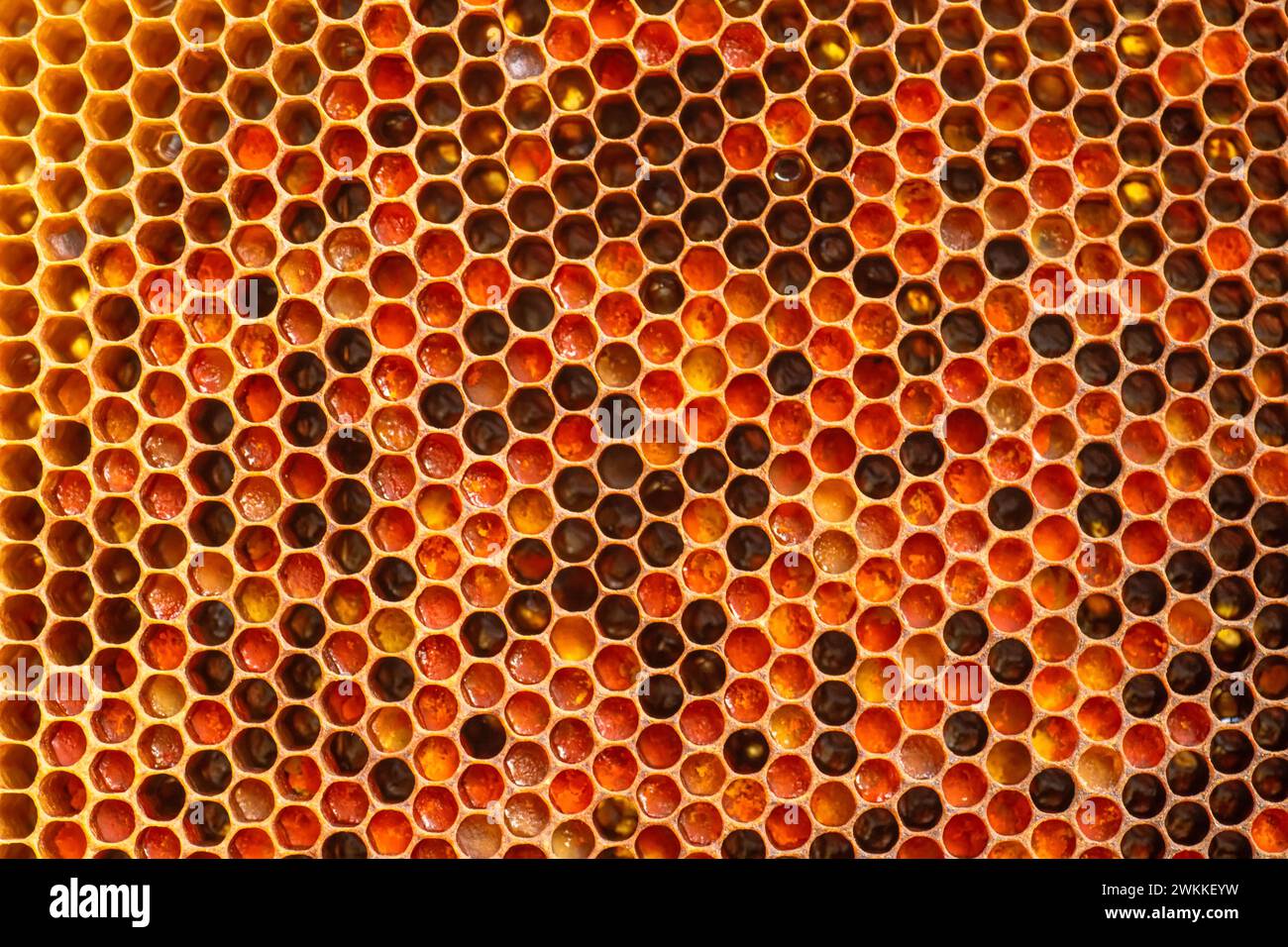 honey-filled frame, showcasing golden honey dripping from the comb and ...