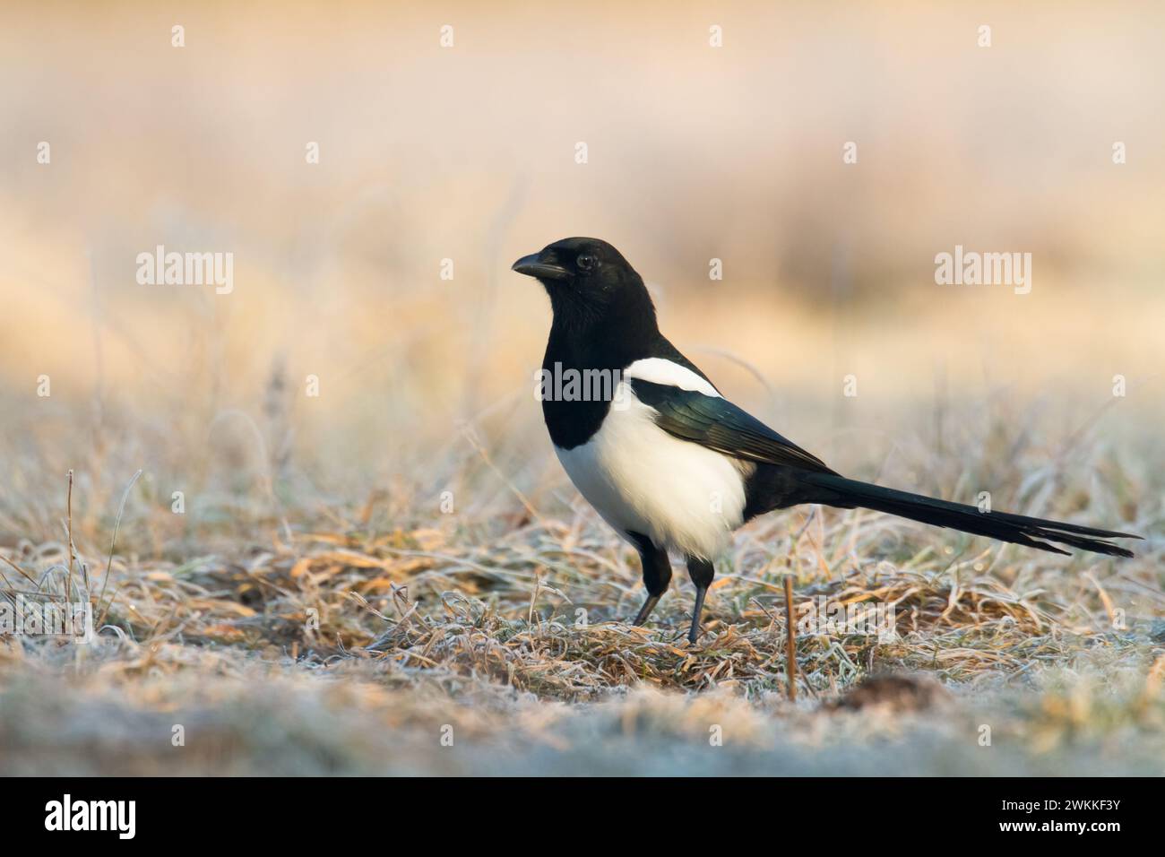 Bird - Common magpie Pica pica, very smart and clever bird with black ...