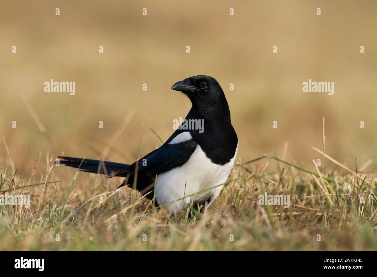Bird - Common magpie Pica pica, very smart and clever bird with black ...