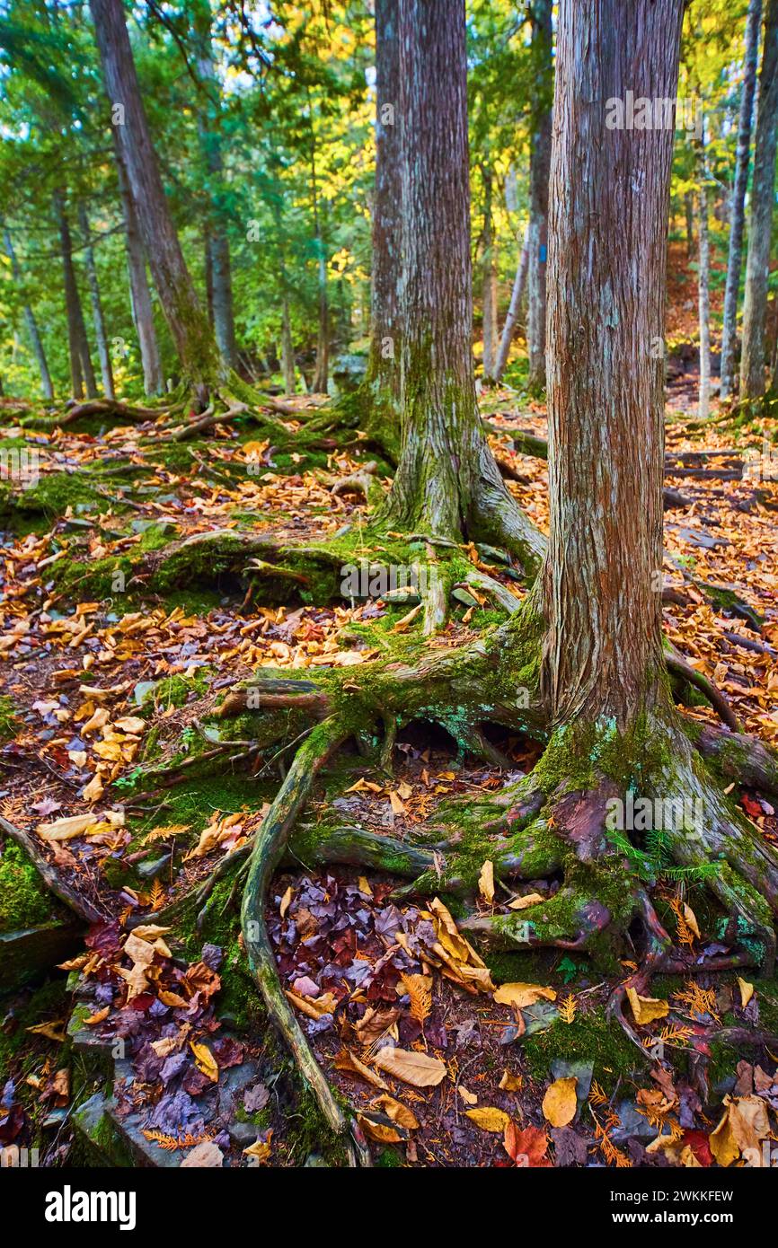Autumn Forest Floor with Tree Roots and Moss, Tranquil Woodland Scene ...