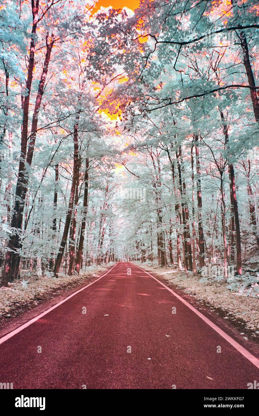 Enchanted Infrared Forest Pathway - Surreal Pink Foliage Perspective ...
