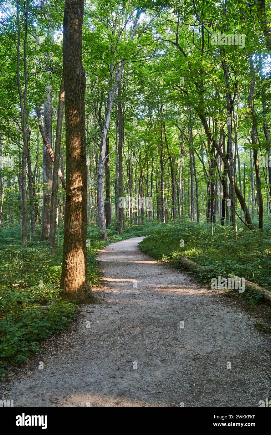 Serene Forest Trail and Sunlit Canopy, McCormicks Creek Falls Path ...