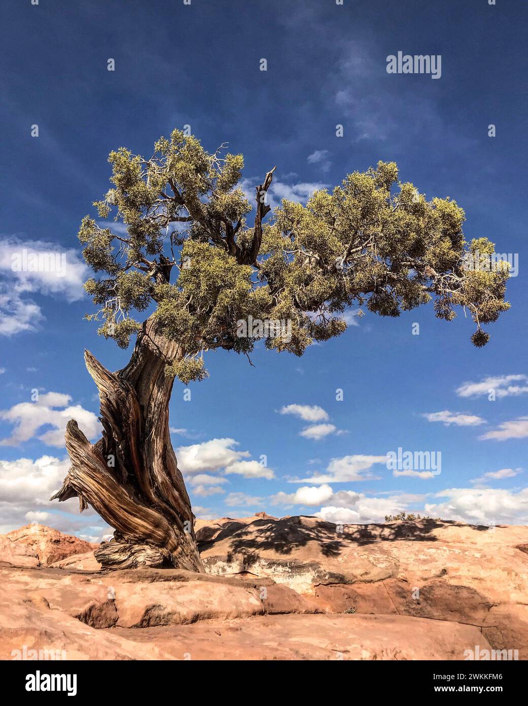 Lone Tree in the desert of Utah Stock Photo - Alamy