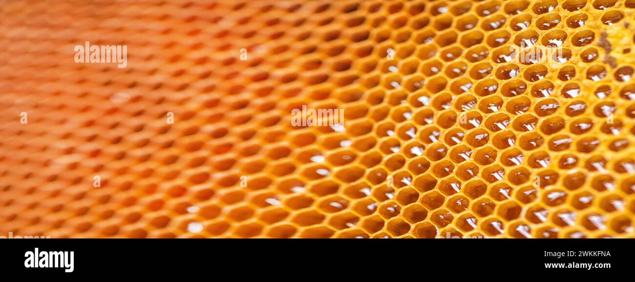 honeycomb from bee hive filled with golden honey. Honeycomb summer ...
