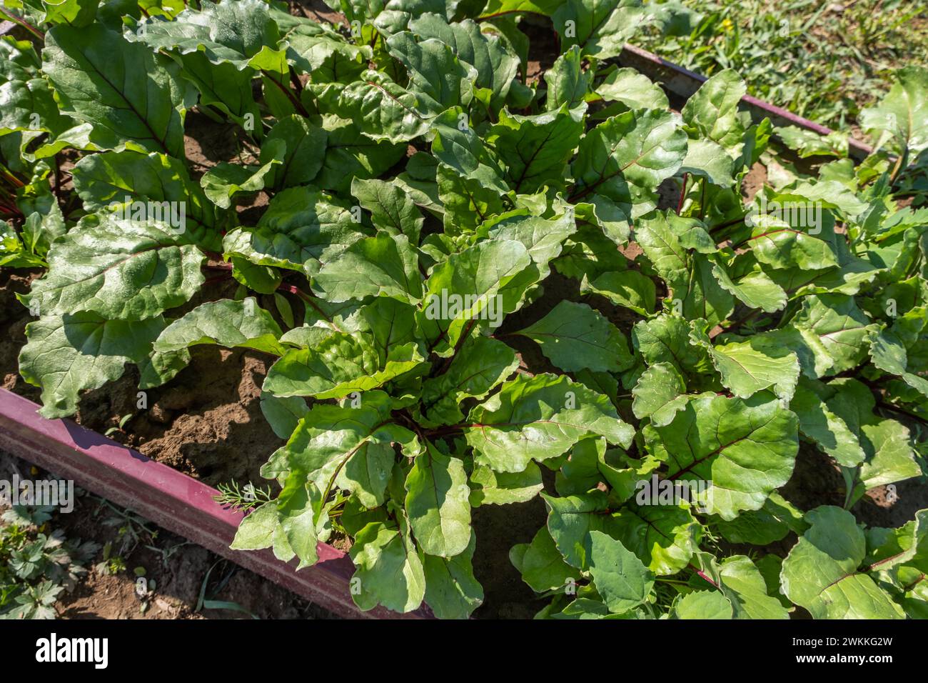 Young beet sprouts growing in the kitchen-garden Stock Photo - Alamy
