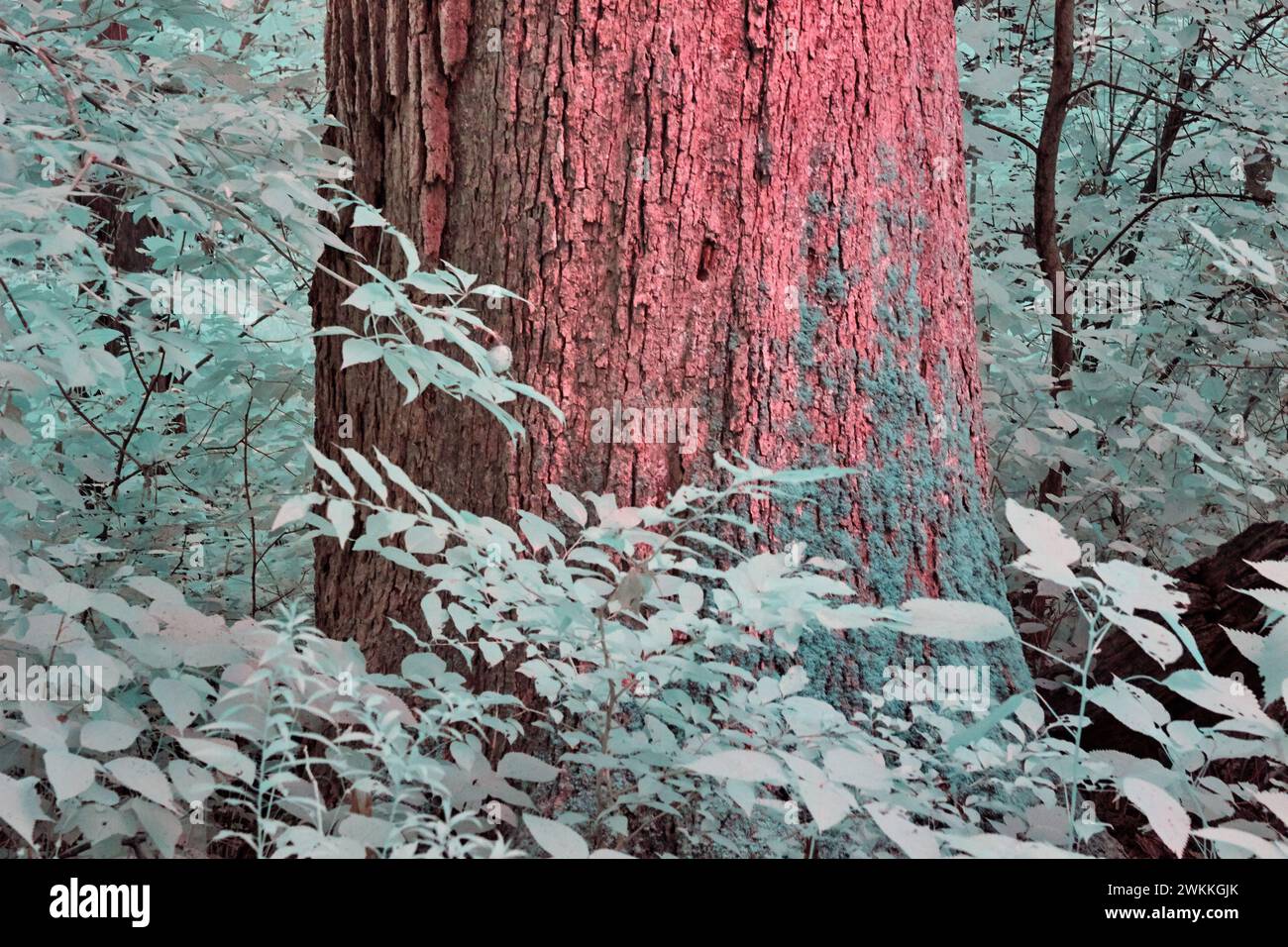 Surreal Forest in Infrared, Robust Tree with Cyan Foliage Stock Photo ...