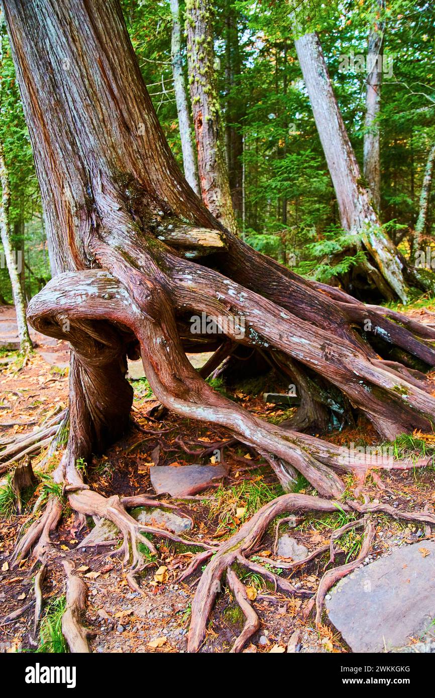 Gnarled Tree with Exposed Roots in Lush Forest, Eye-Level View Stock ...