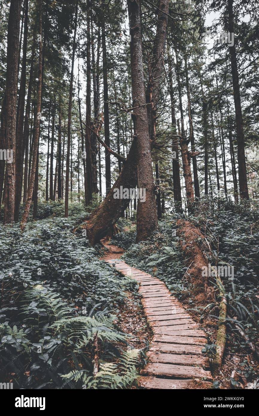 Rustic boardwalk leads a trail through an ancient forest Stock Photo ...