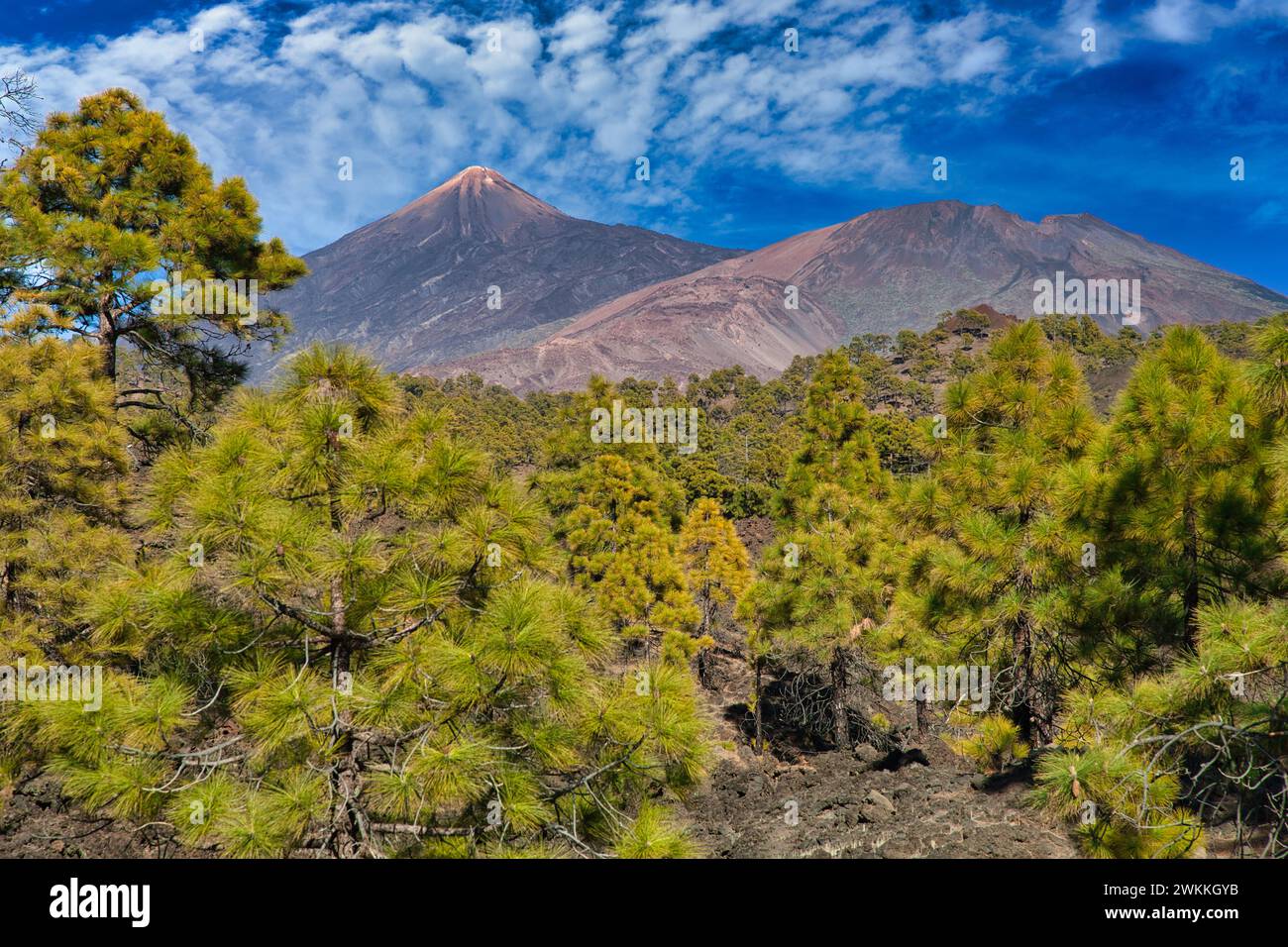 Pinus Canariensis, Pino canario, Pico del Teide, El Teide National Park ...