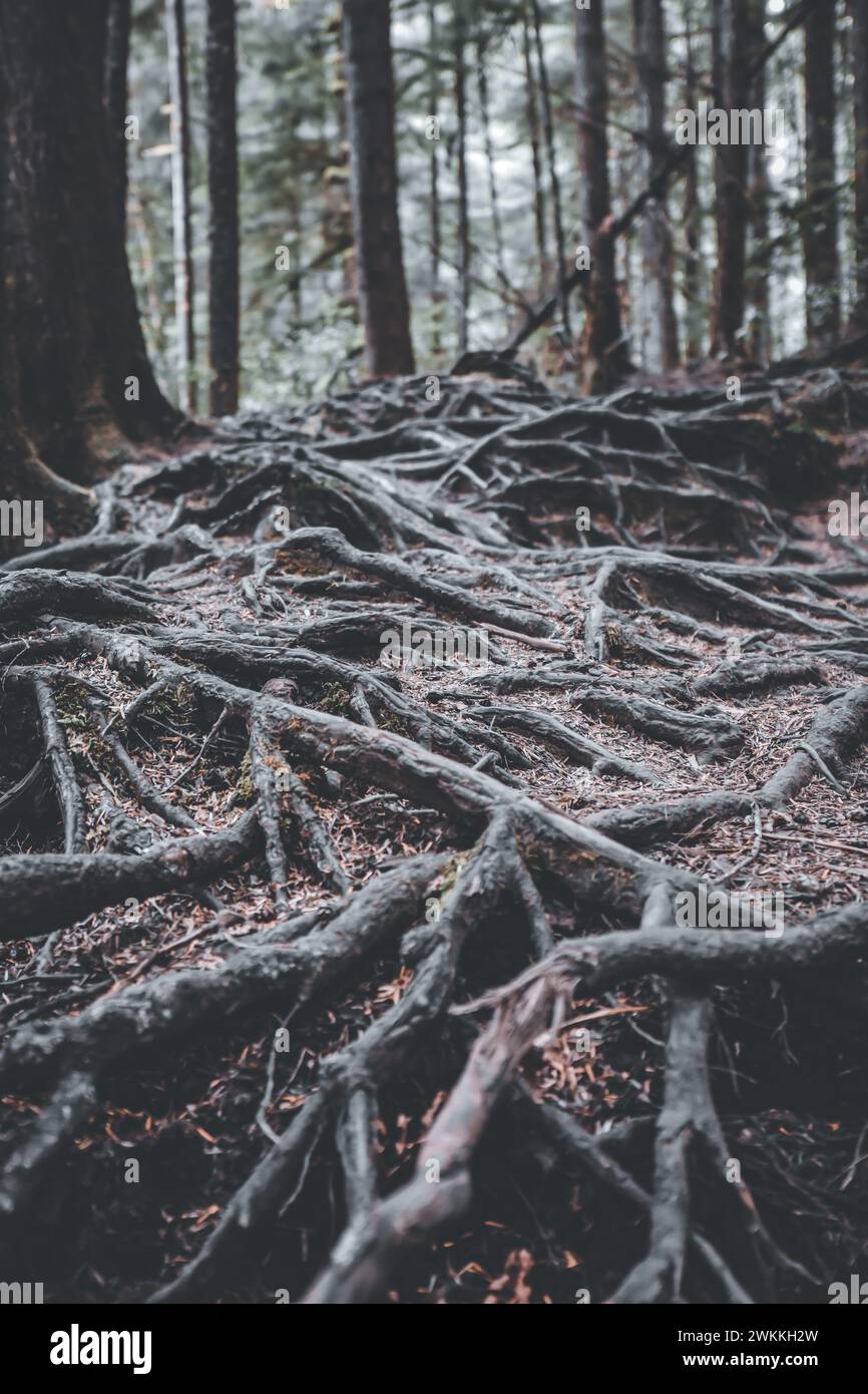 Tree roots dramatically criss cross the forest path Stock Photo - Alamy
