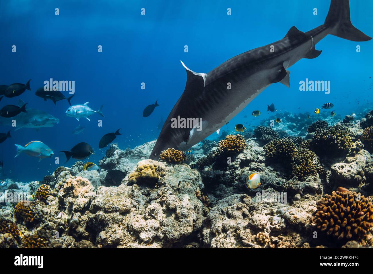 Tiger Shark eating fish in blue ocean on coral reef Stock Photo - Alamy