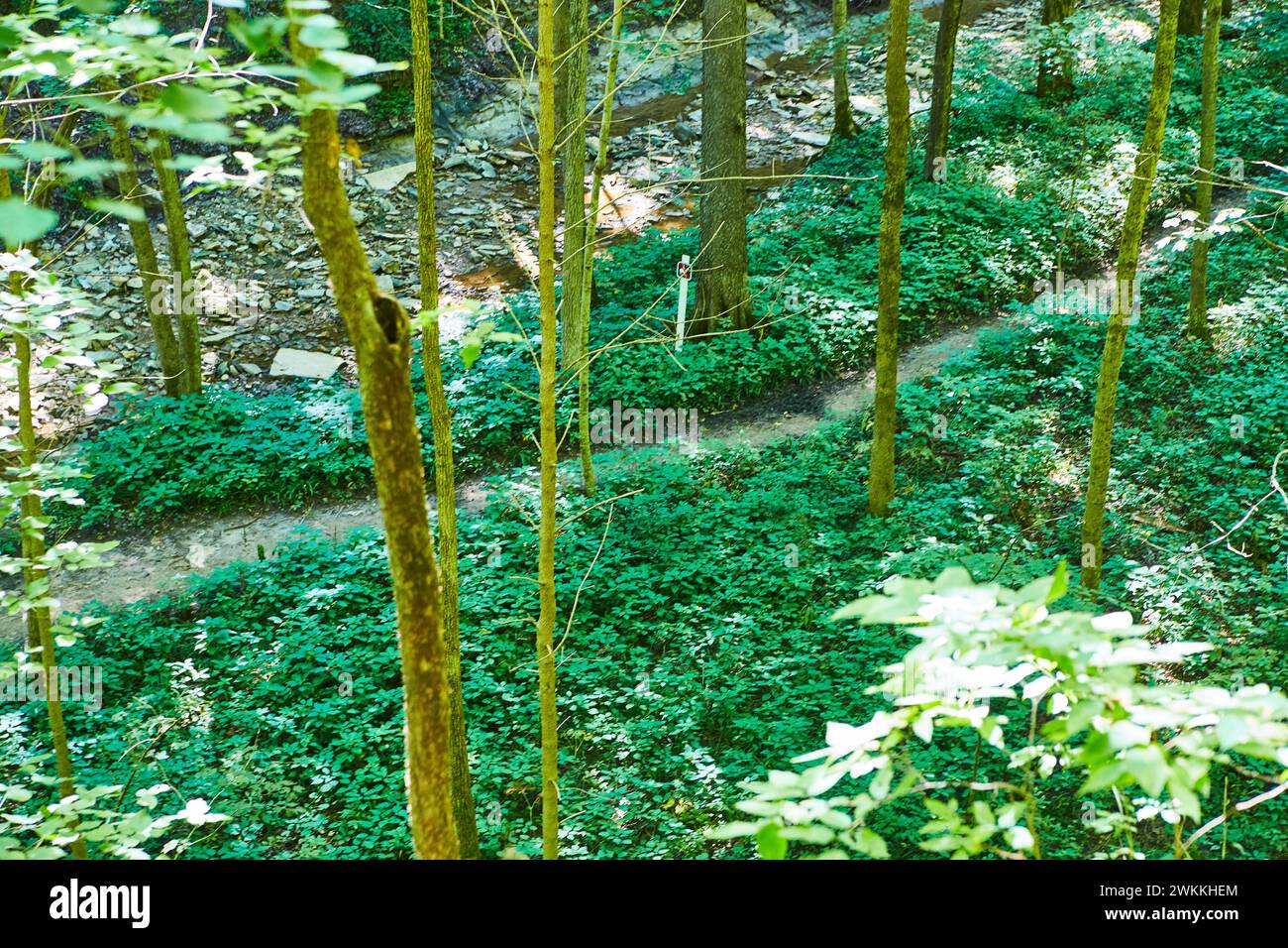 Verdant Forest Pathway in Kokiwanee Nature Preserve, Tranquil Woodland ...