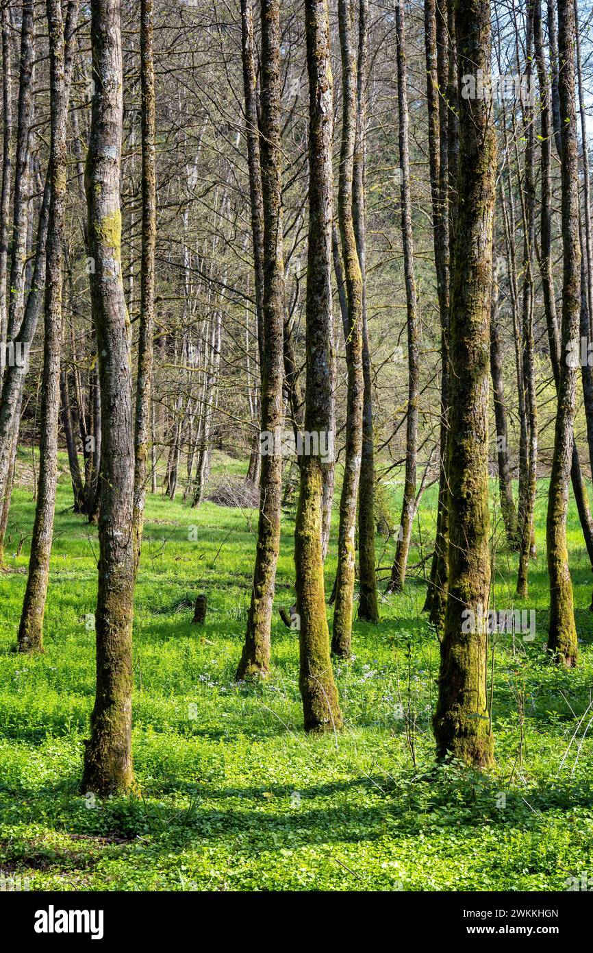 Old gnarled trees hi-res stock photography and images - Alamy