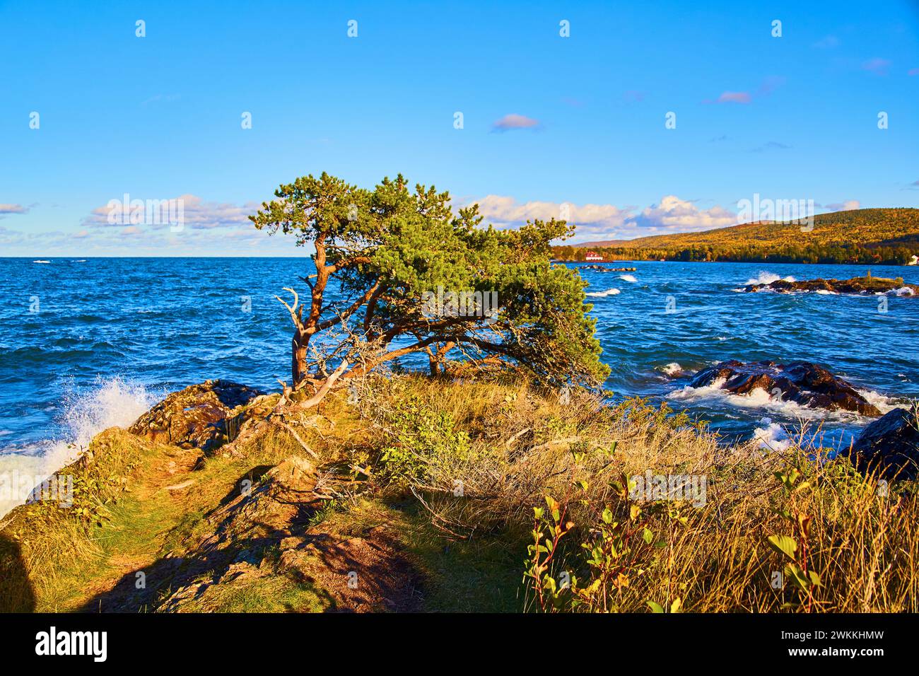 Wind-Sculpted Tree on Rugged Lake Superior Coast, Michigan Stock Photo ...
