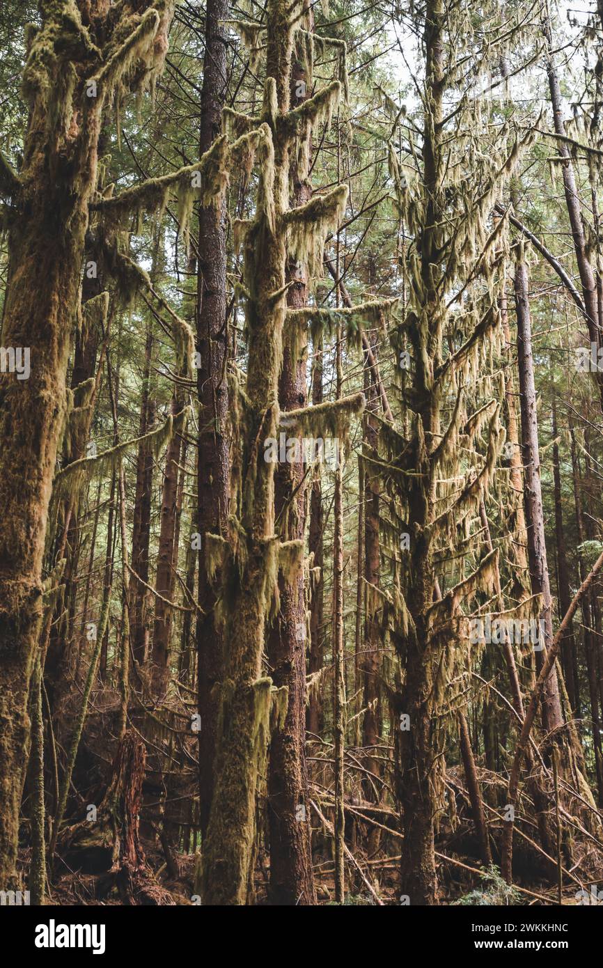 A forest of moss covered trees Stock Photo - Alamy