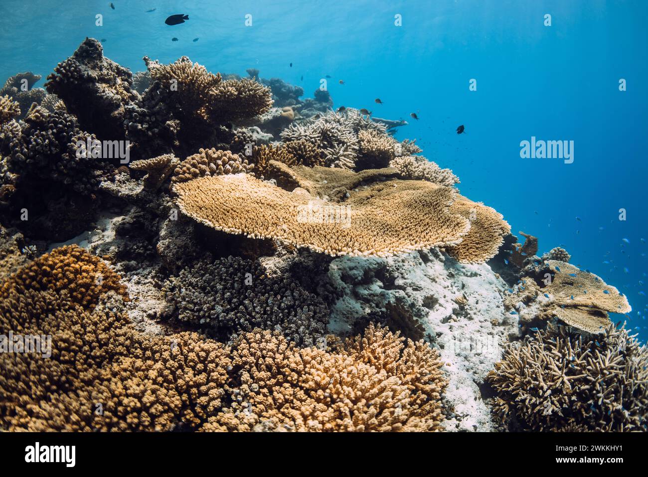 Tropical reef underwater in blue ocean. Coral reef with fishes in the ...