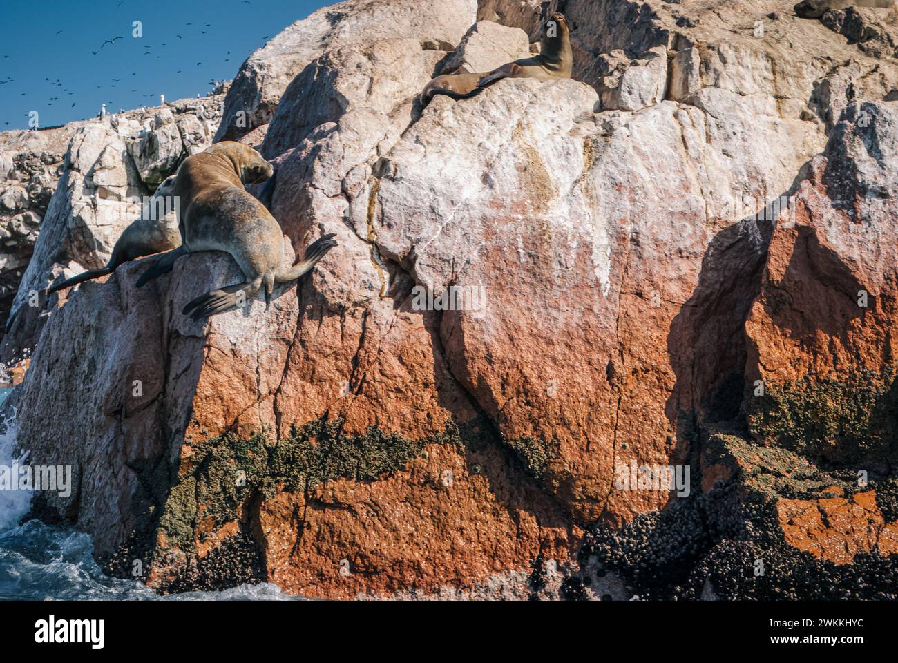 Seals basking on the sunlit rocks of Paracas (Peru Stock Photo - Alamy