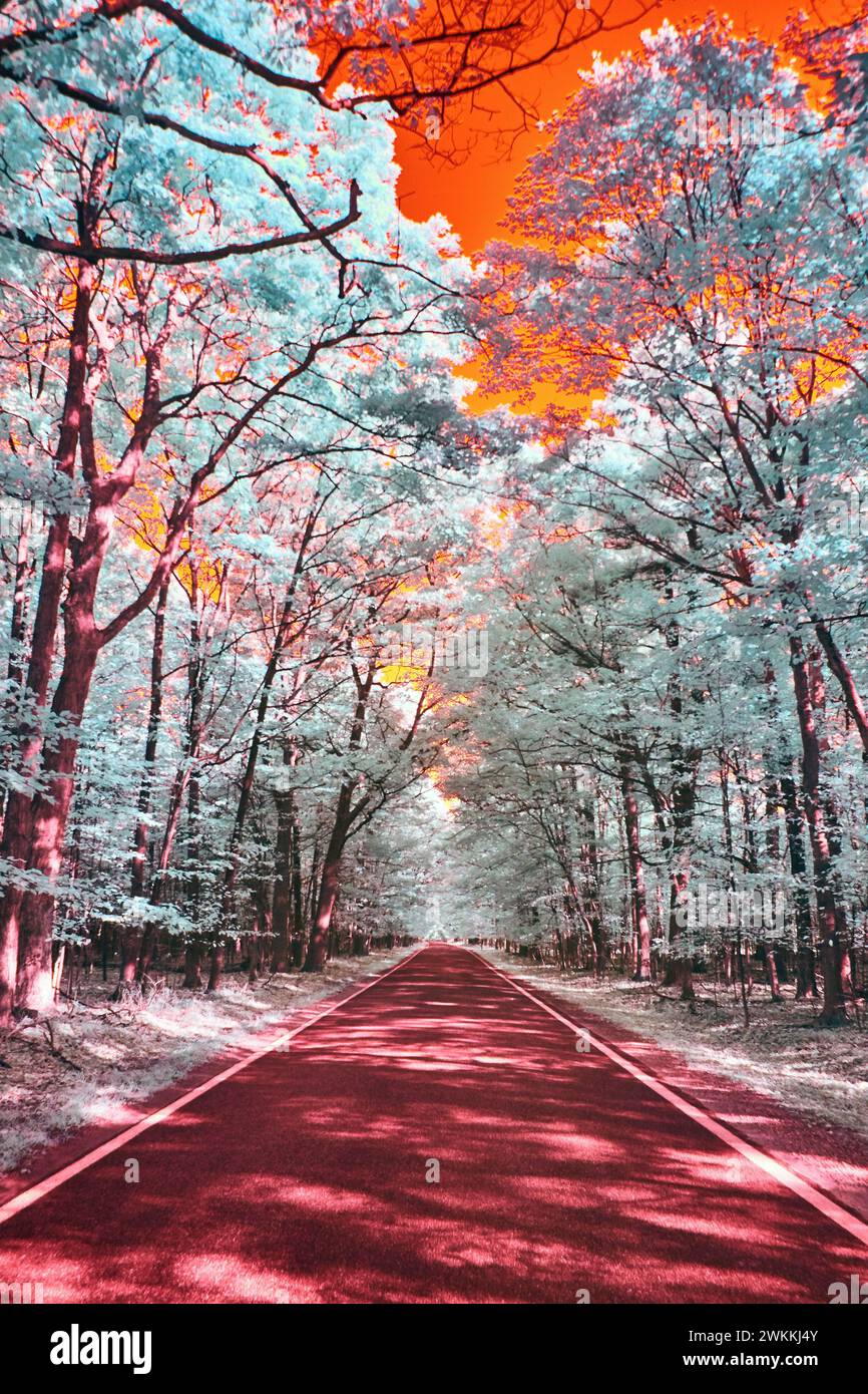 Infrared Surreal Forest Road and Cyan Trees Stock Photo - Alamy