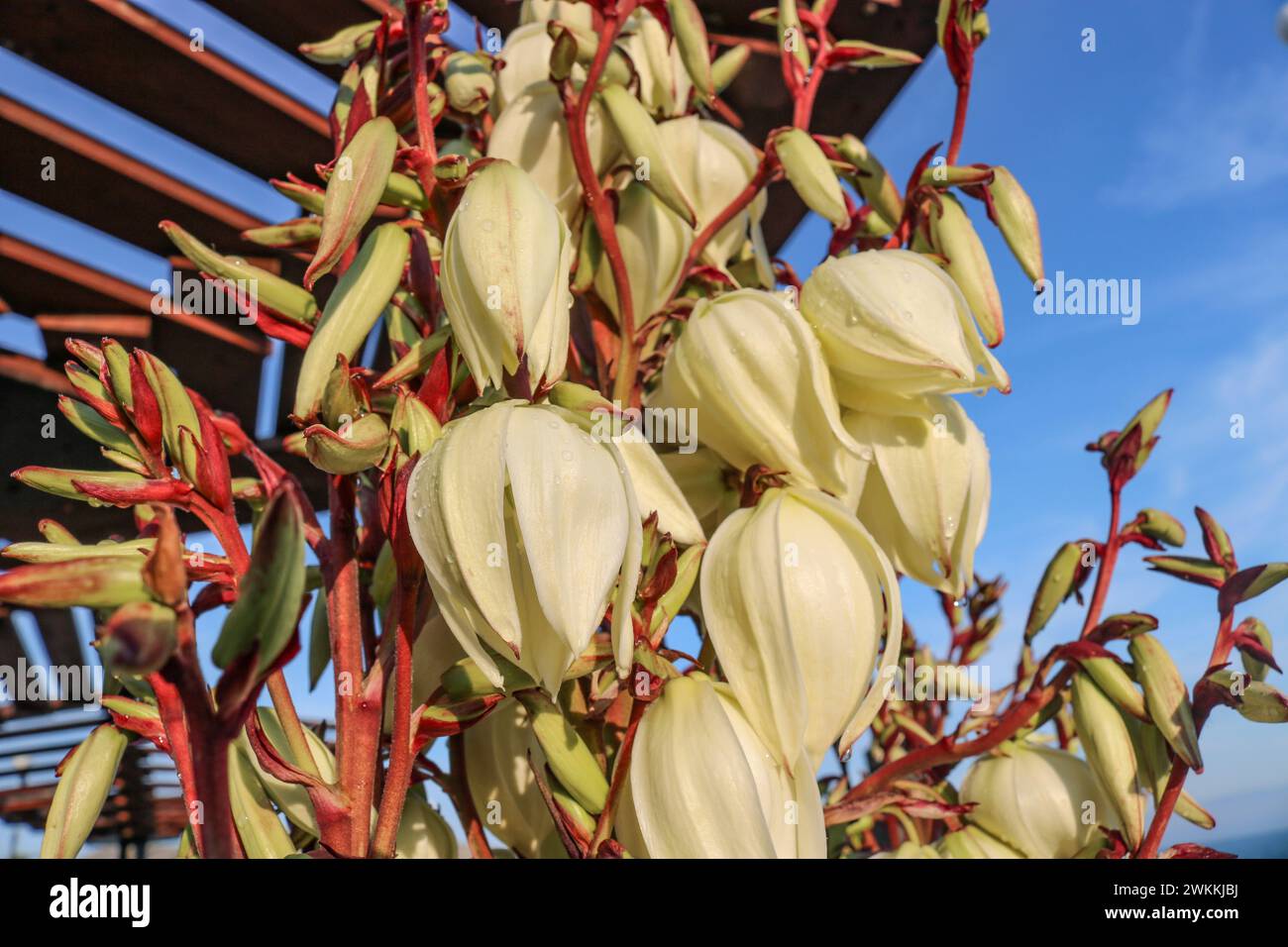 Flowering ornamental plant yucca gloriosa close-up Stock Photo - Alamy
