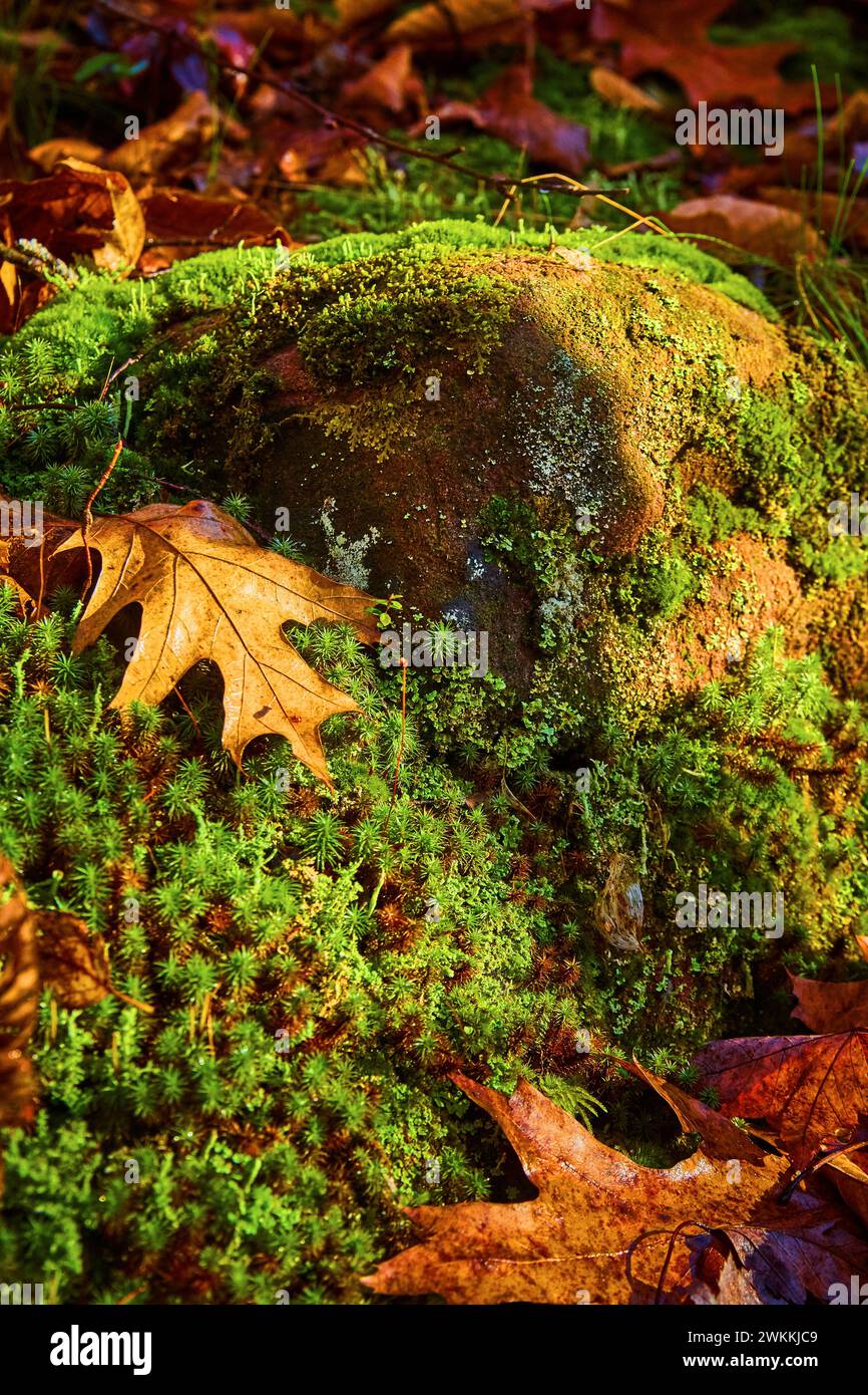 Autumn Moss and Fallen Leaves on Forest Floor, Close-Up Perspective ...