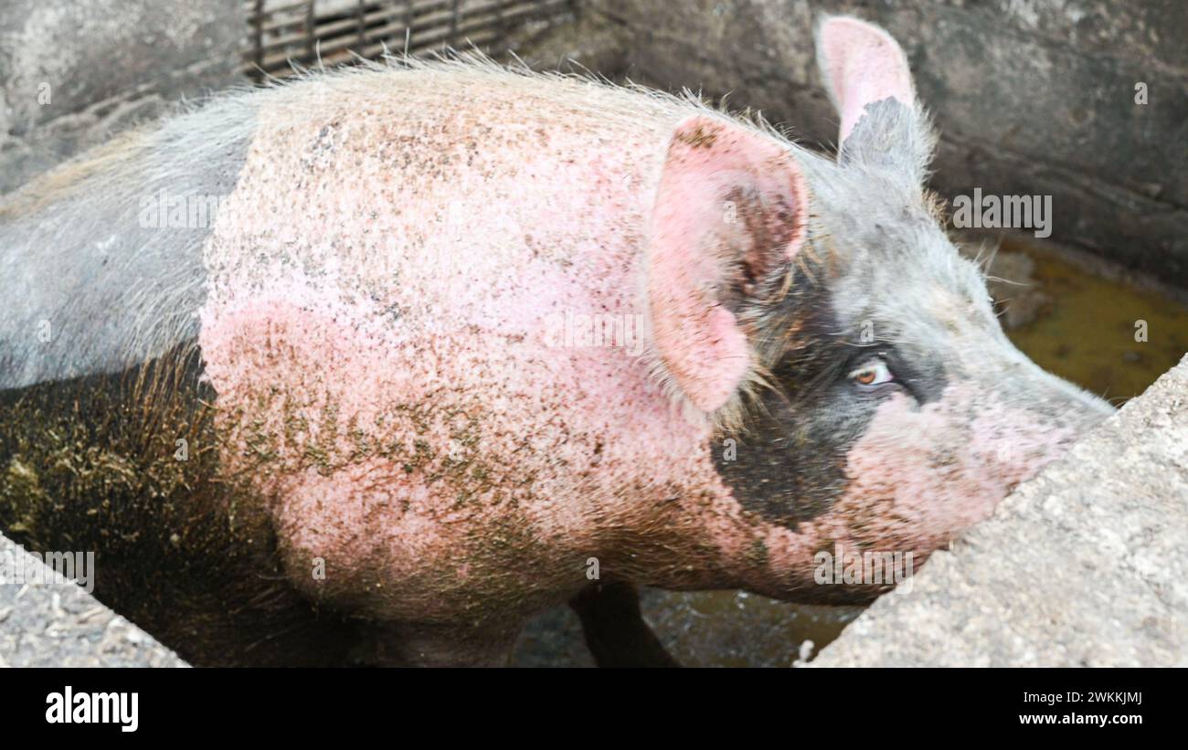 Breeding pig, fat and big, lying on the ground, in the farm pen. which ...