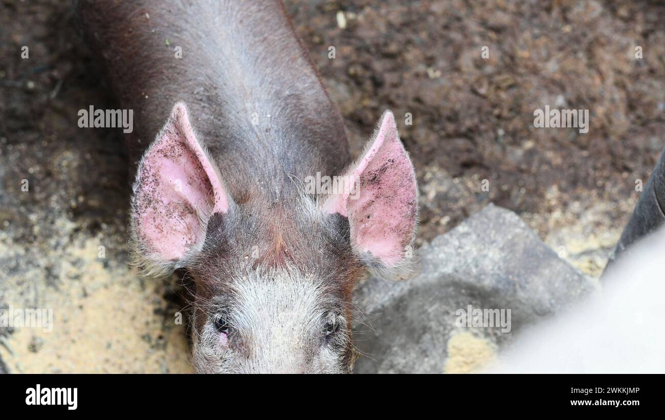 China pigs rural hi-res stock photography and images - Alamy