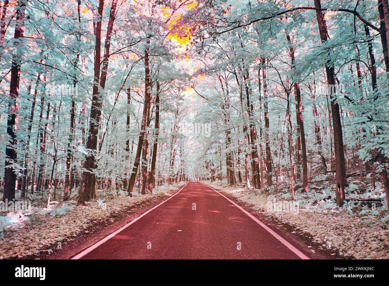 Surreal Pink Forest Road - Ethereal Infrared Scene Stock Photo - Alamy