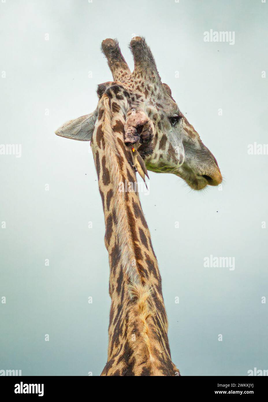 Oxpecker on a giraffe hi-res stock photography and images - Alamy