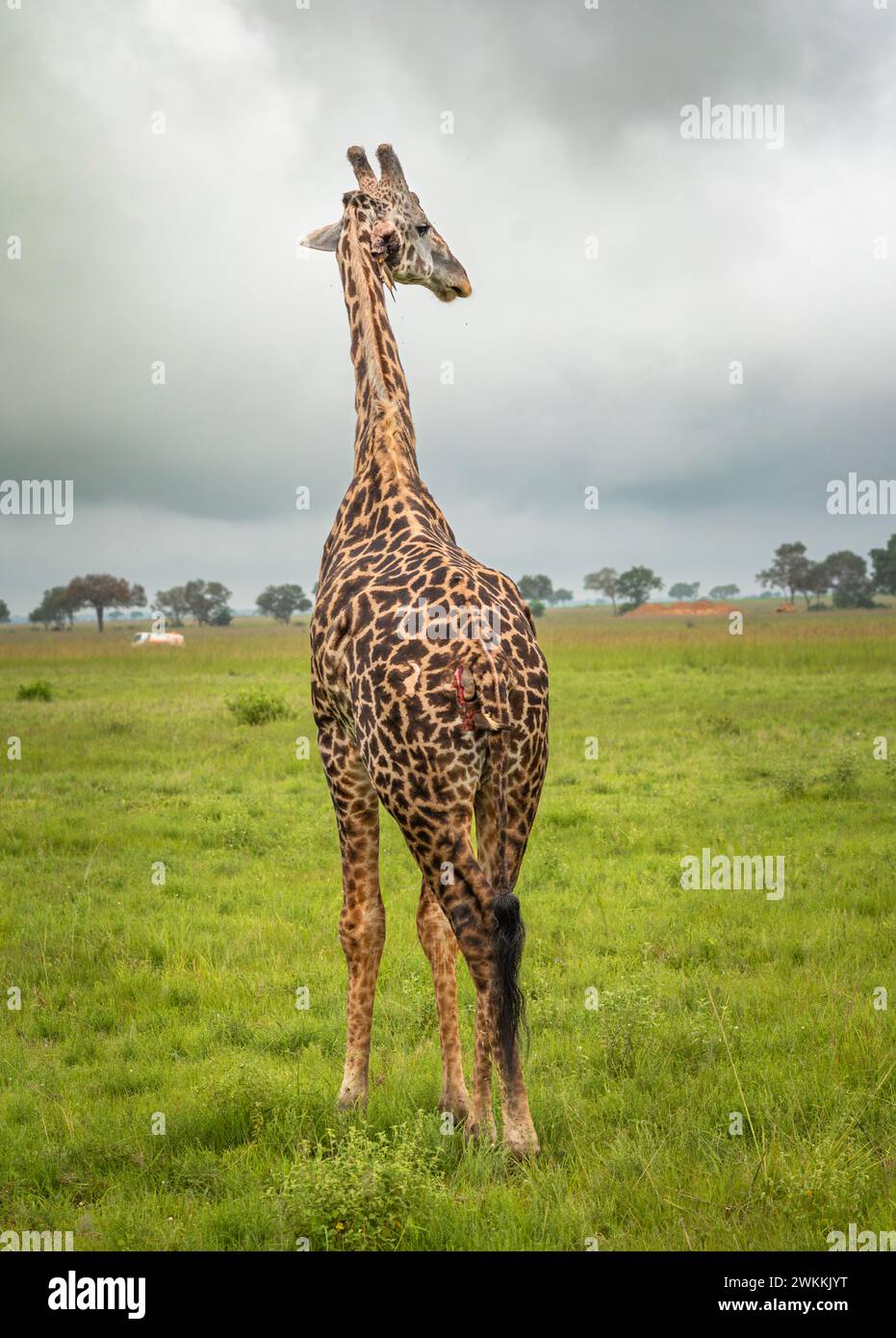 Oxpecker on a giraffe hi-res stock photography and images - Alamy