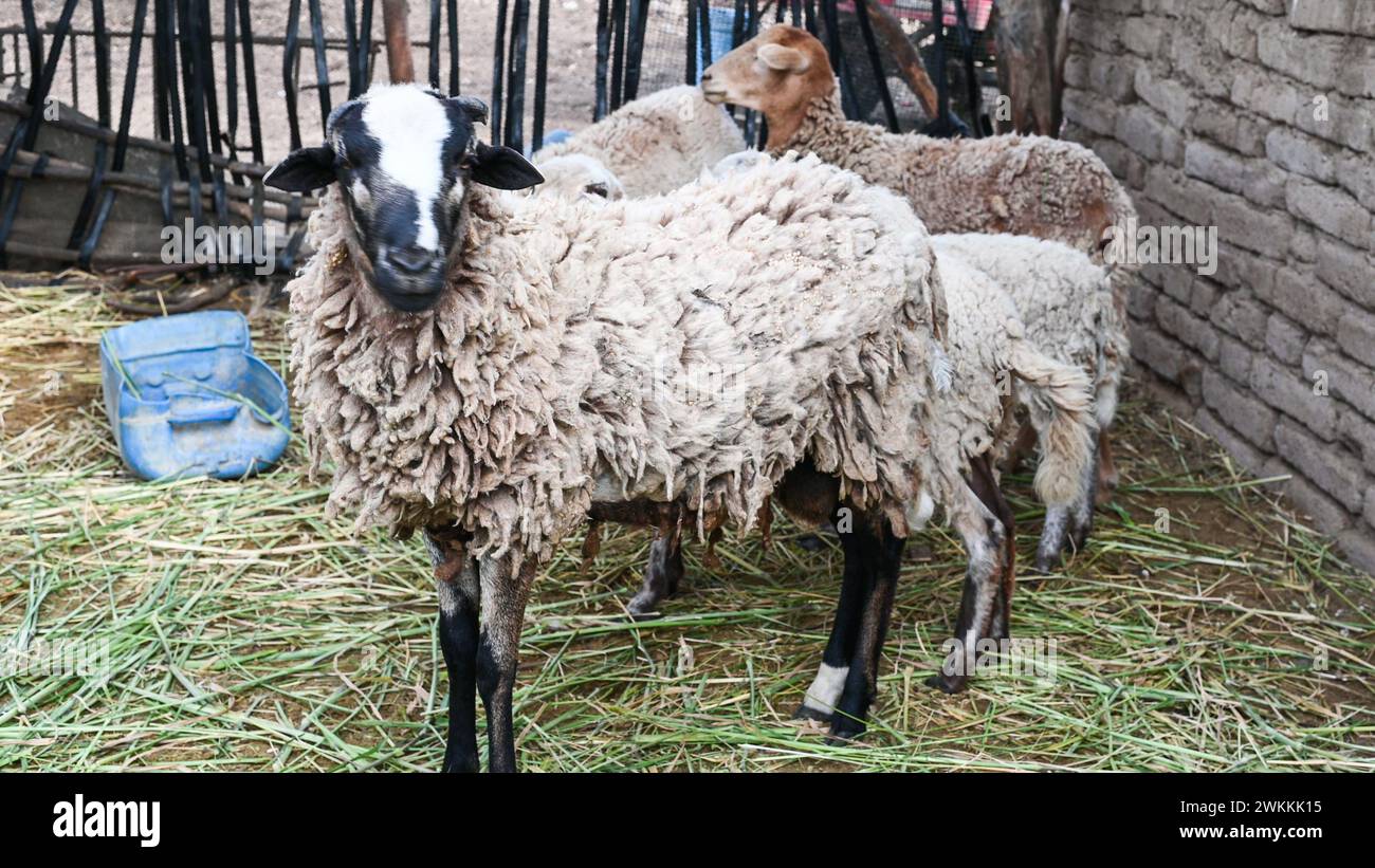 Barn with sheep in an old farmhouse in the Andes of Peru, South America ...