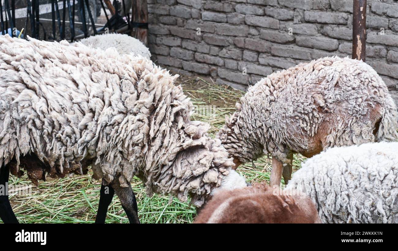 Barn with sheep in an old farmhouse in the Andes of Peru, South America ...