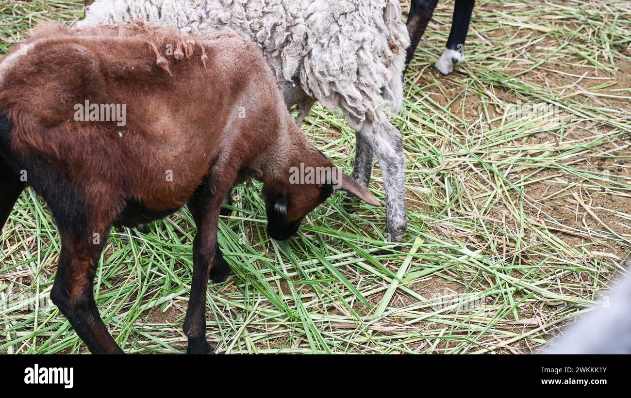 Barn with sheep in an old farmhouse in the Andes of Peru, South America ...