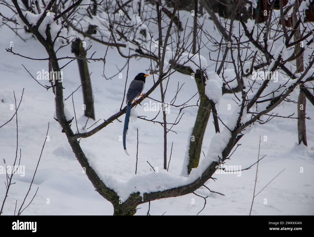 Srinagar, Jammu And Kashmir, India. 21st Feb, 2024. A magpie (Pica pica ...
