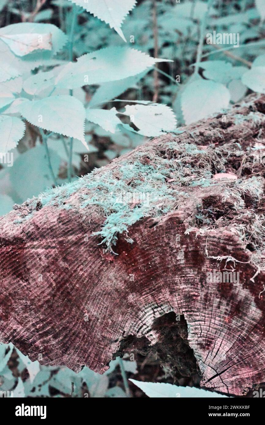 Mossy Tree Log Texture in Infrared Forest - Close-Up Perspective Stock ...