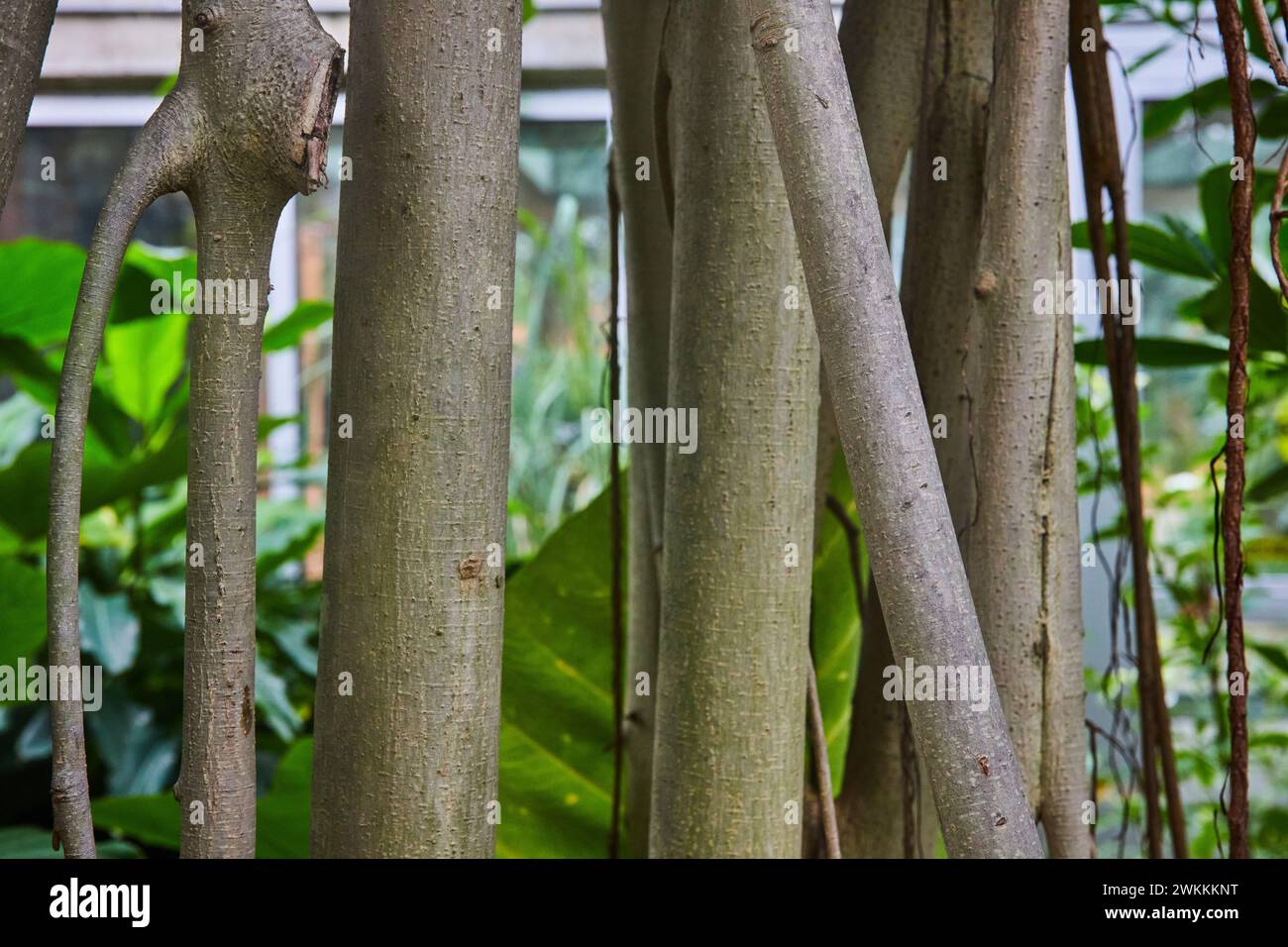 Textured Tree Trunks in Botanical Garden - Abstract Nature Pattern ...