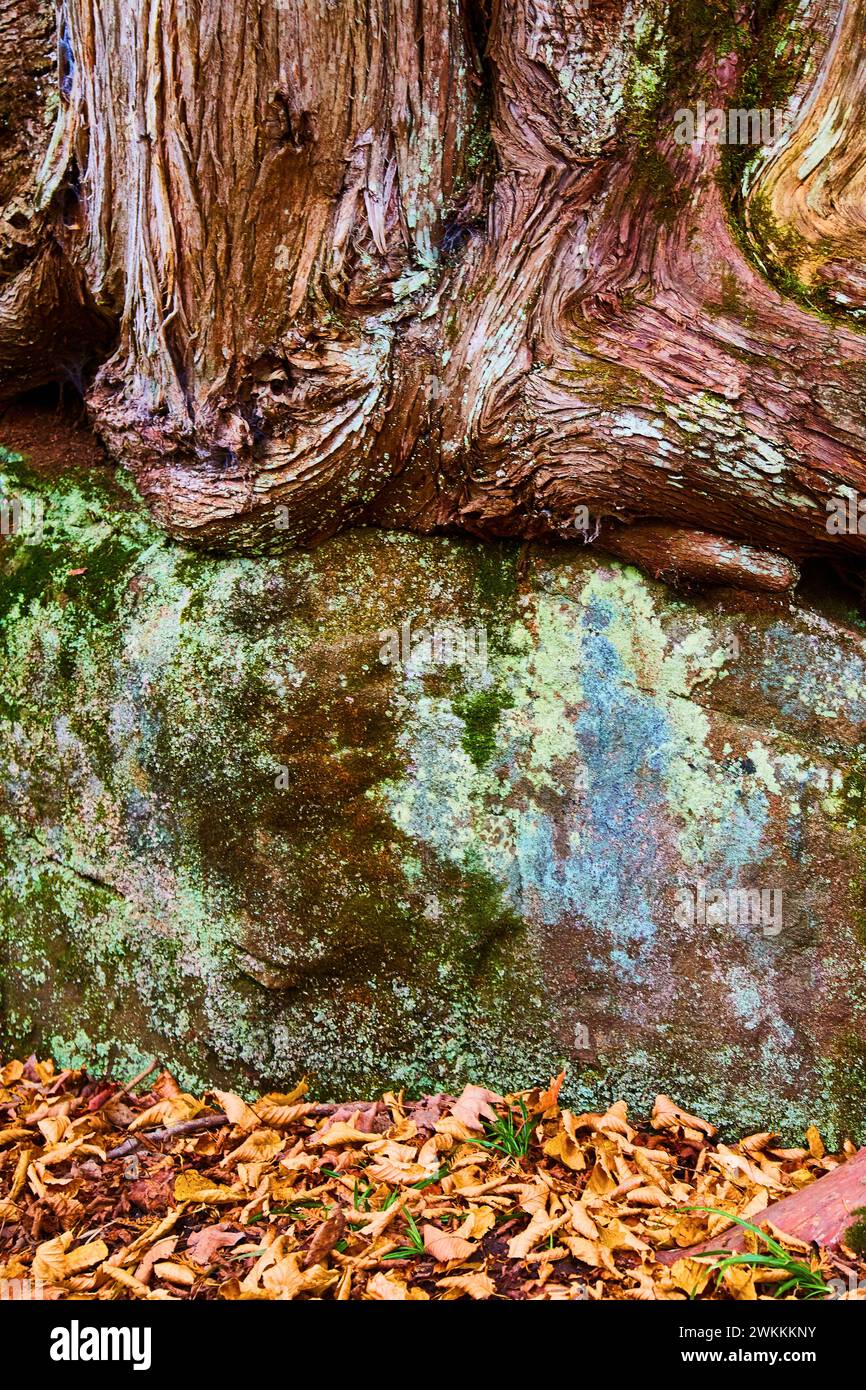 Ancient Tree Trunk with Autumn Leaves Textured Bark - Forest Floor ...