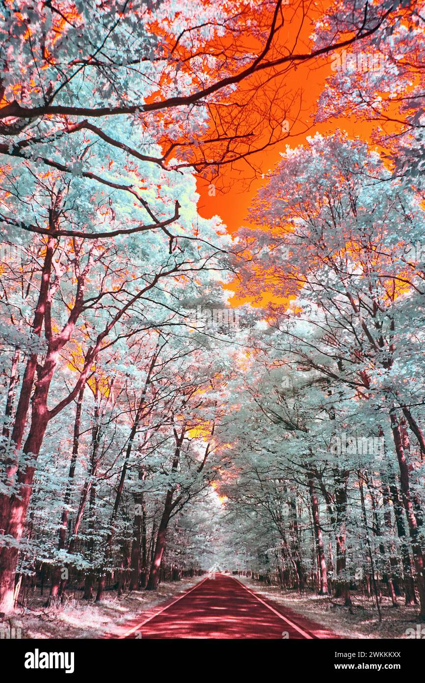 Ethereal Infrared Forest and Road Perspective, Harbor Springs Stock ...