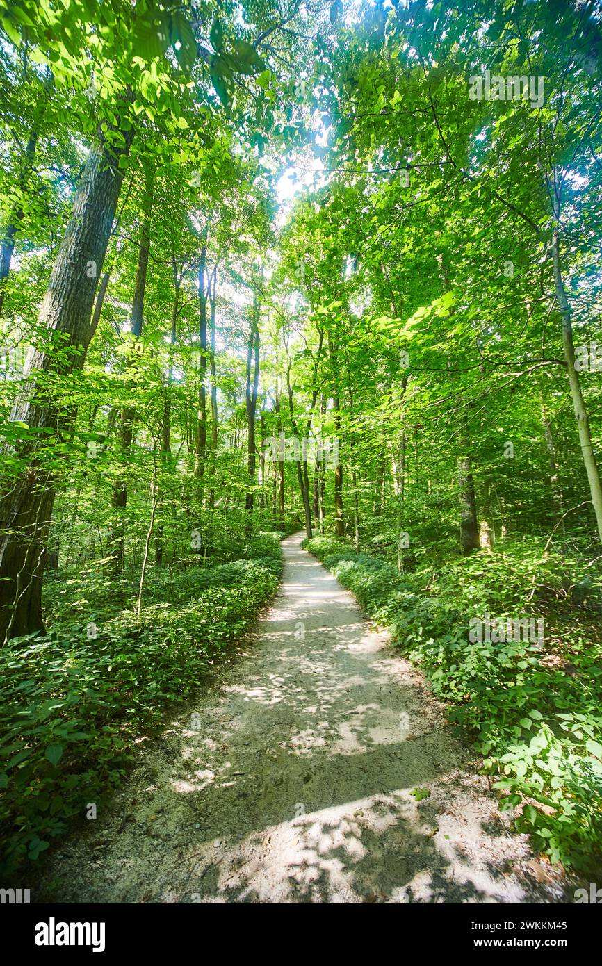 Serene Forest Path and Dappled Sunlight at McCormick's Creek Falls ...