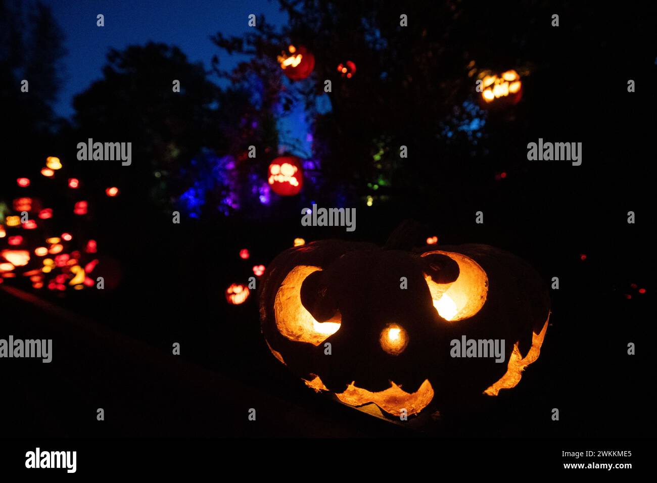 Visitors stroll through the Jaco-O-Lantern Spectacular pumpkin trail at ...
