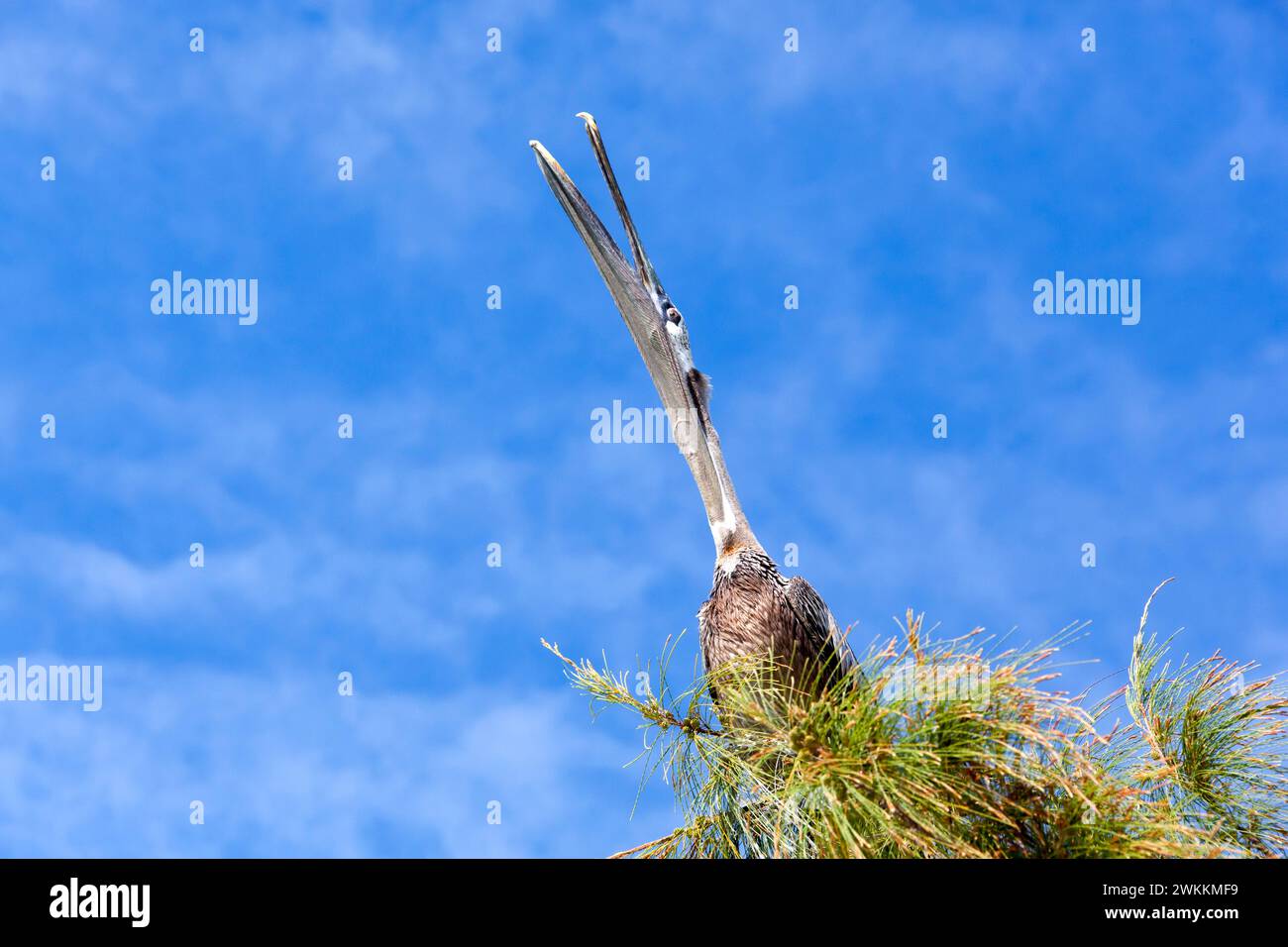 The close view of a stretching pelican sitting on a top of a tree on ...