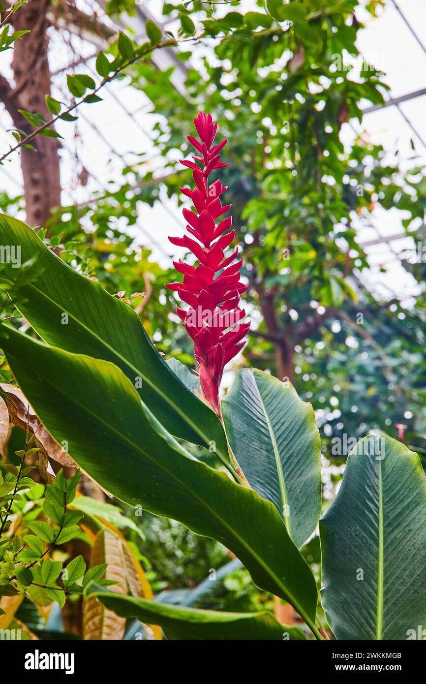 Vibrant Red Ginger Flower in Lush Greenery, Botanical Garden Stock ...