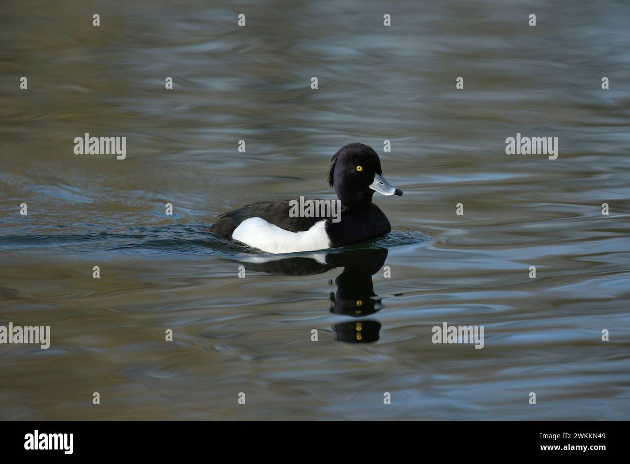 Tufted duck riding on the waves with multiple reflections Stock Photo ...