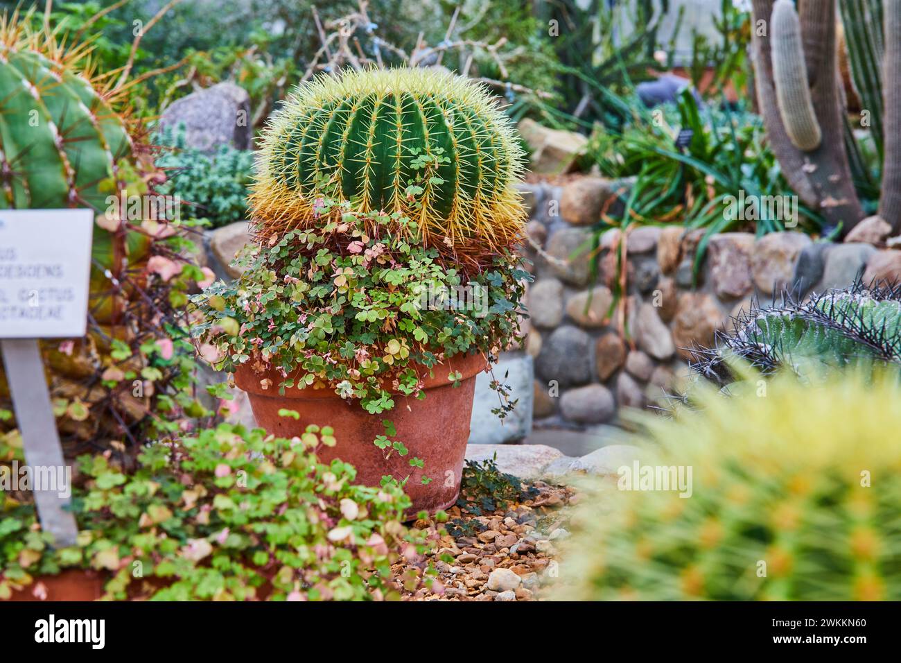 Vibrant Cactus and Succulents Garden, Terracotta Pot Display Stock ...