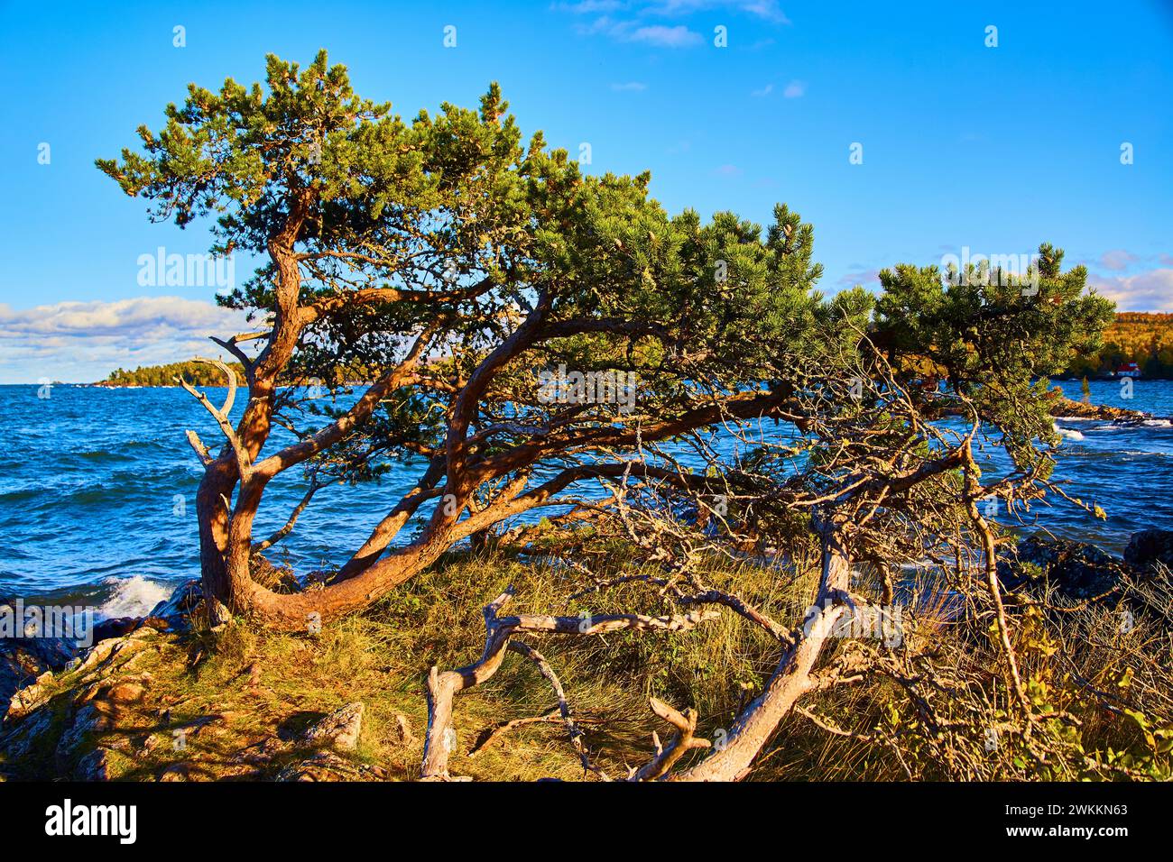 Golden Hour Windswept Pine on Rocky Lake Superior Shore Stock Photo - Alamy