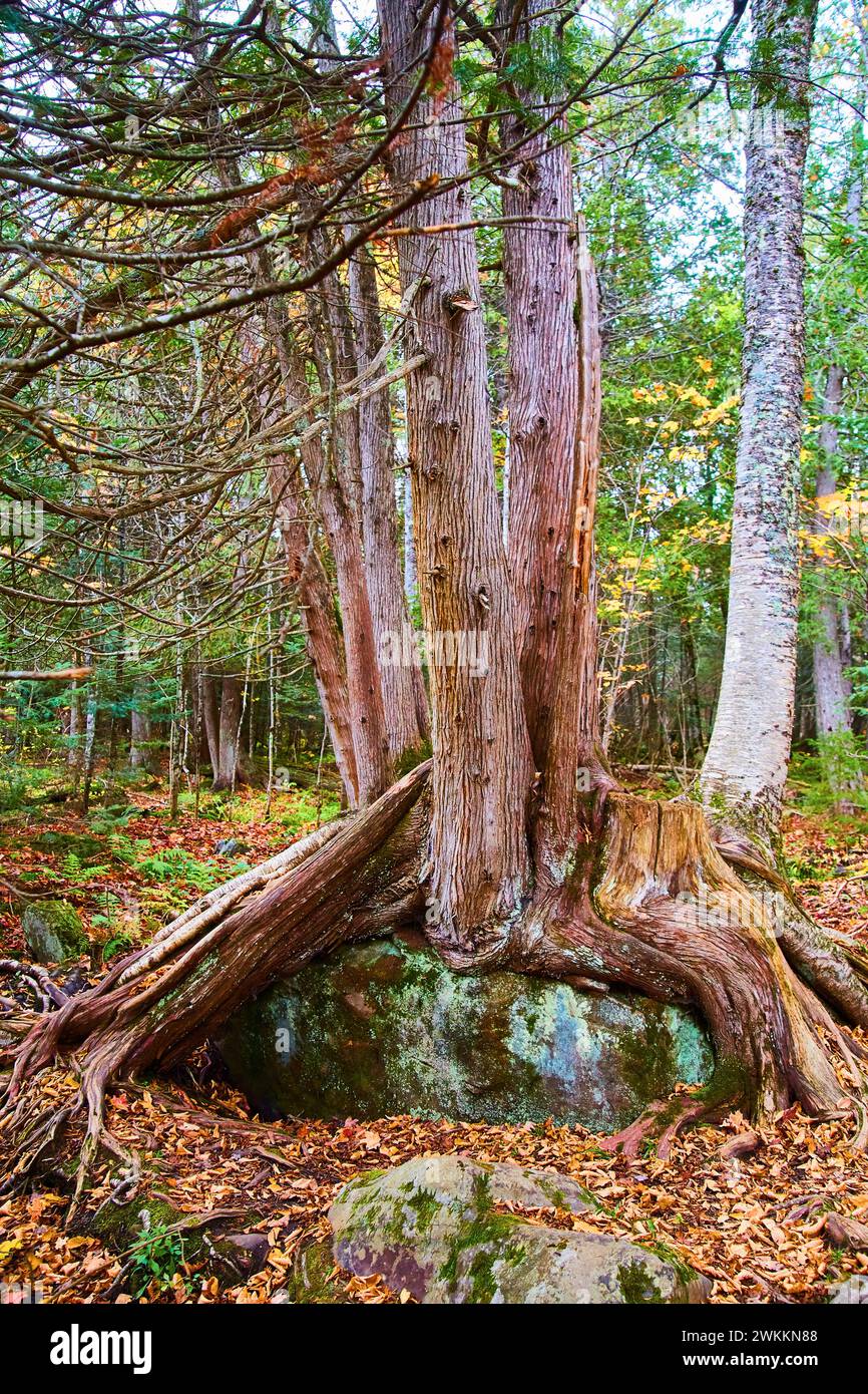 Engulfing growth hi-res stock photography and images - Alamy