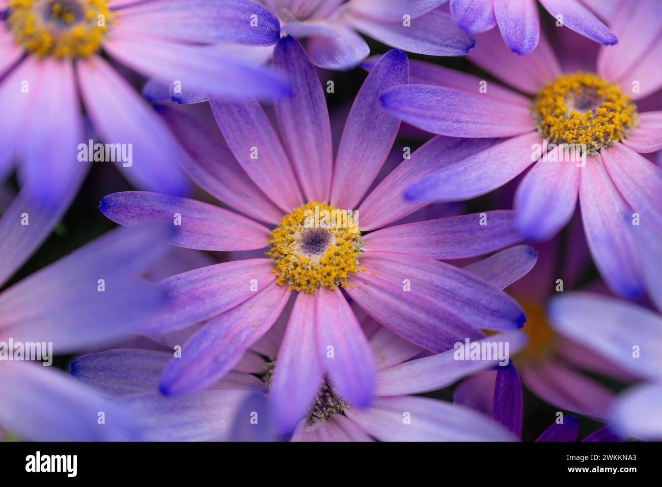 Pericallis Senetti 'Magic Salmon' Flowers in Bloom Stock Photo - Alamy