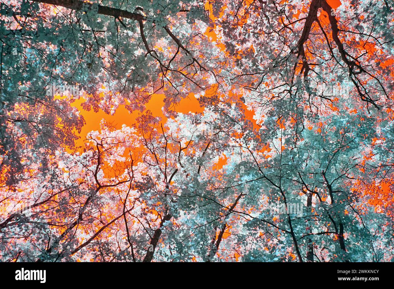 Surreal Infrared Forest Canopy with Fiery Sky - Upward View Stock Photo ...